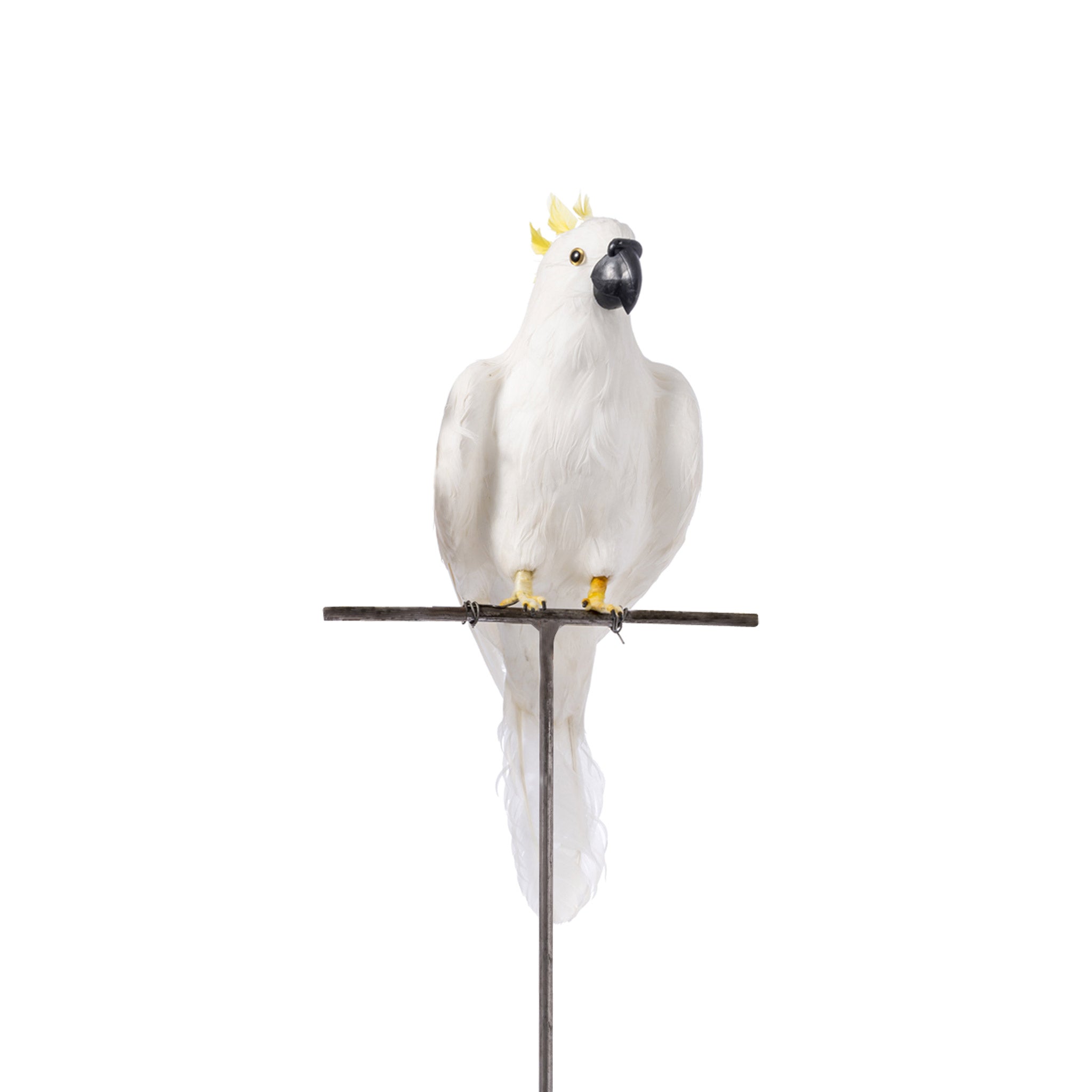 Artificial Bird - Large Parrot (Side) – Puebco Canada